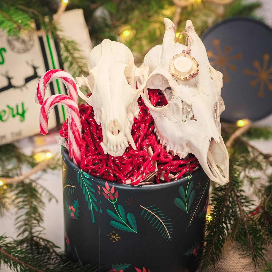 Christmas PRESENT SET! Fox Skull + Roe Deer Skull in a Perfect ...