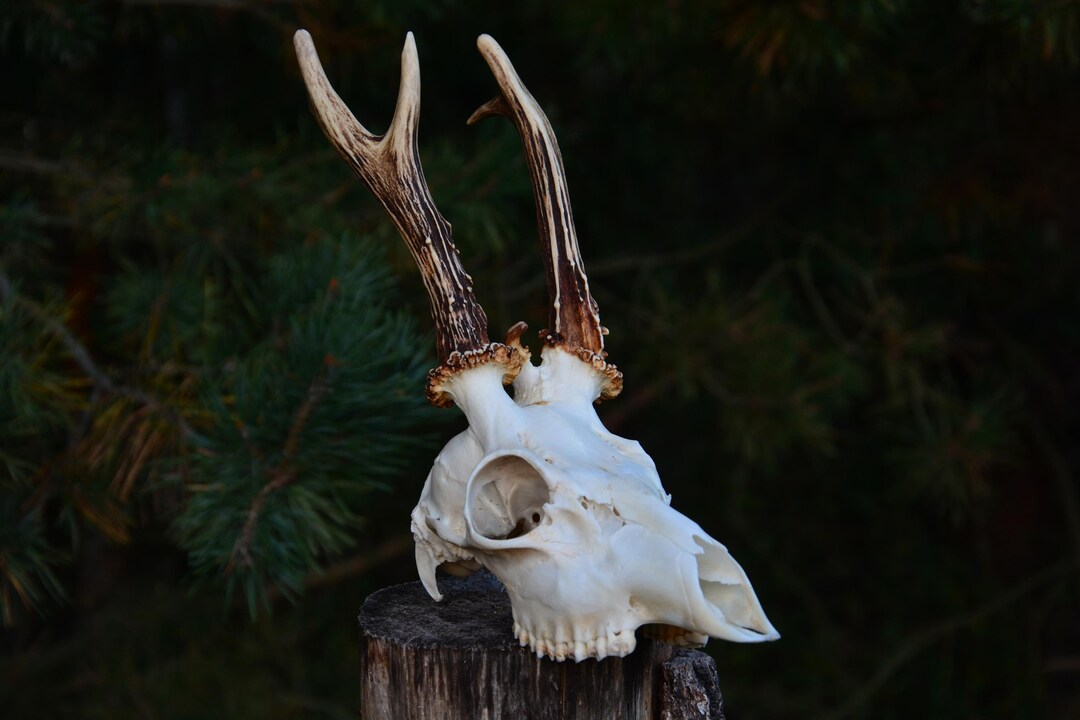 FREAK Roe Deer Skull Collectible Piece, Oddity, Skull Decoration ...