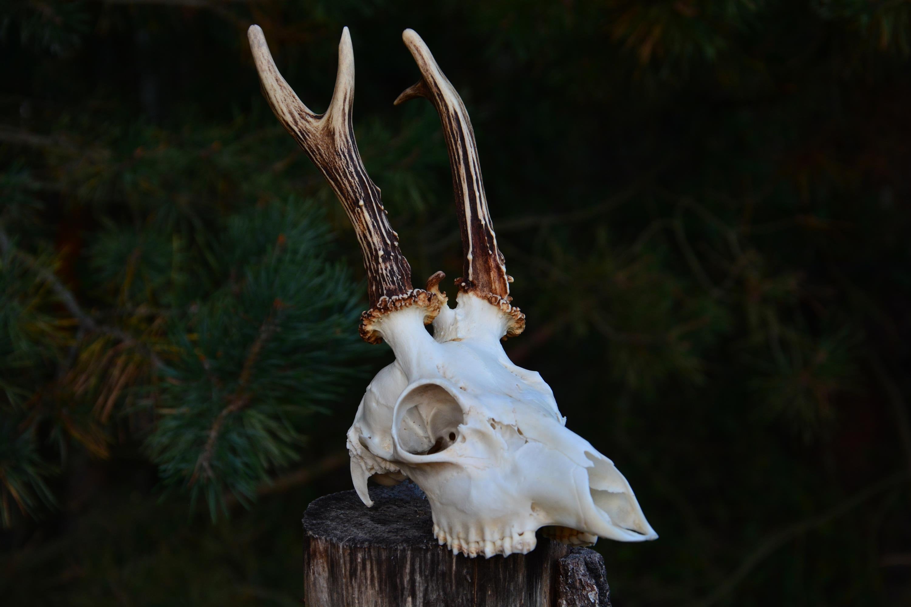 FREAK Roe Deer Skull Collectible Piece Oddity Skull - Etsy