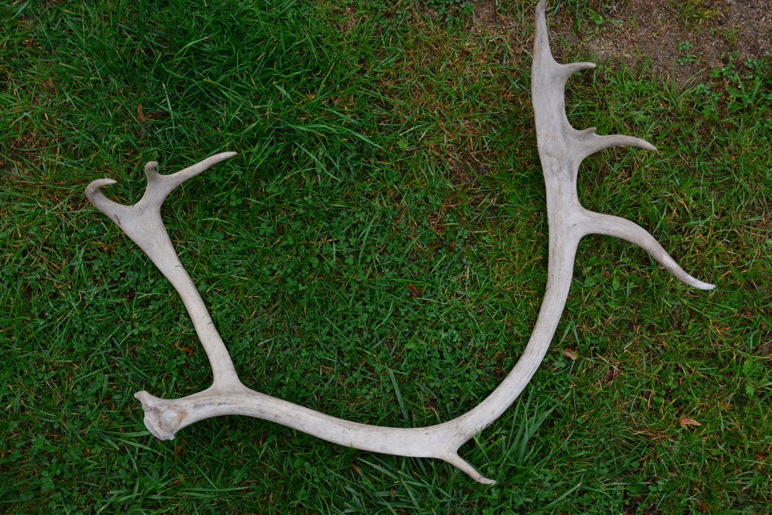 Santa's Reindeer Real European Reindeer Antler rangifer - Etsy