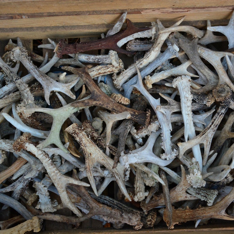 Deer Skull Antlers - Etsy