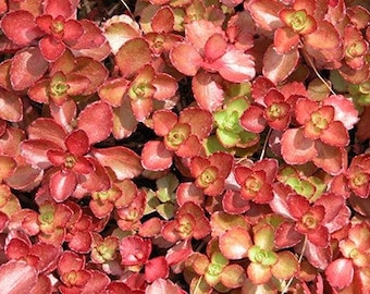 Red Sedum Ground Cover - Etsy