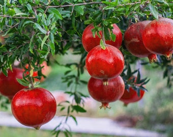 Cold Hardy Russian Pomegranate Tree - Etsy
