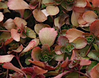 Red Sedum Ground Cover - Etsy