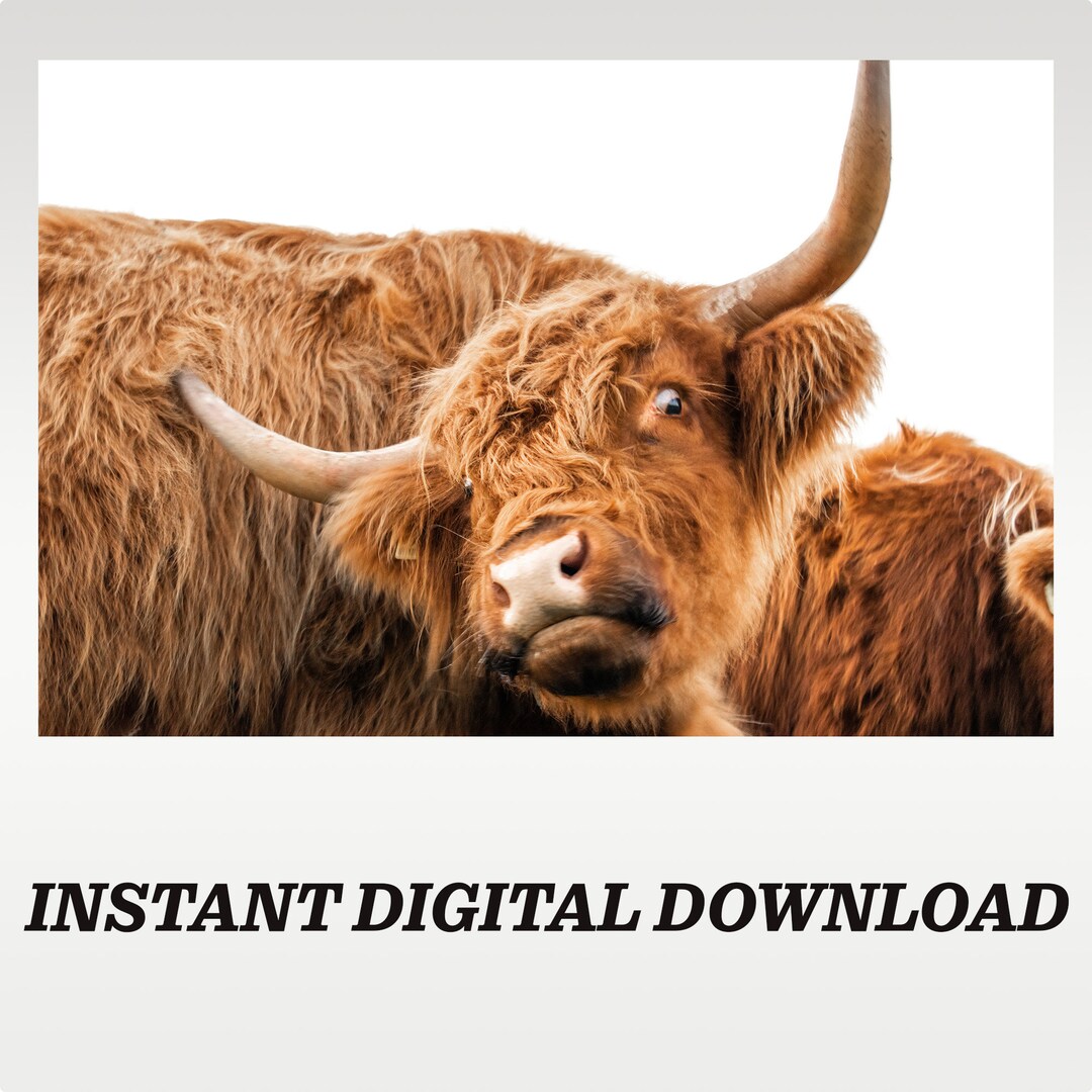 Highland Cow Jpeg Digital Download - Etsy