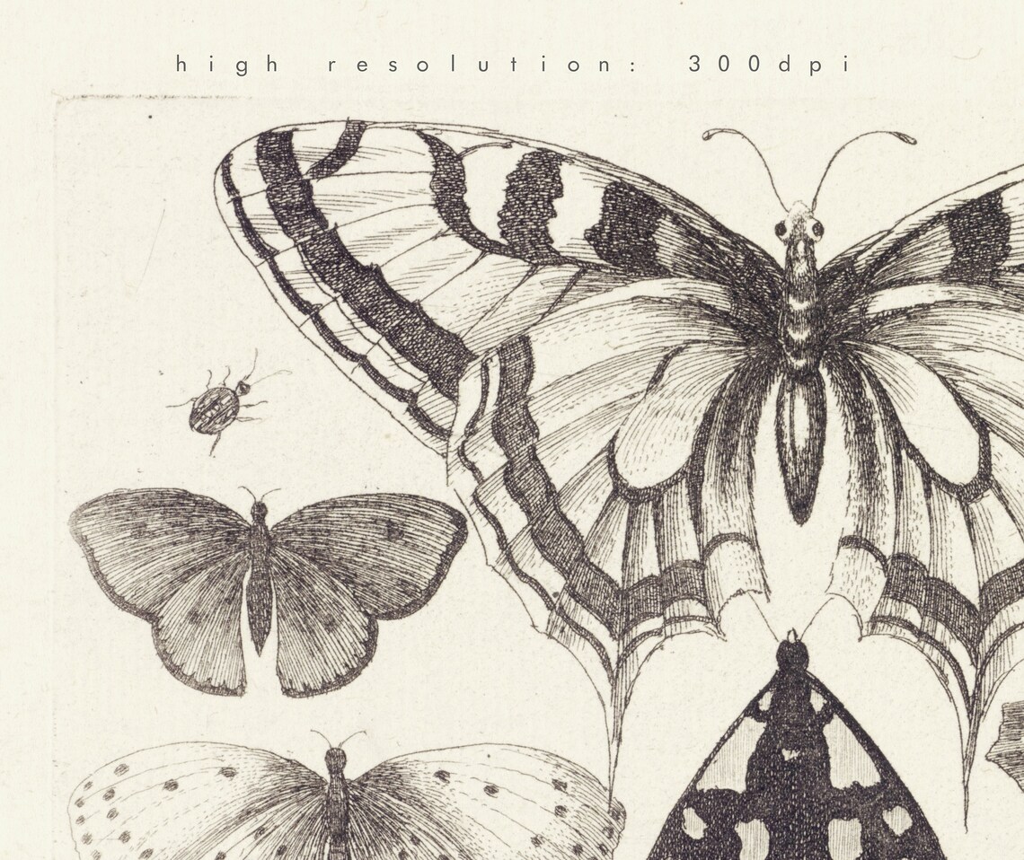 Vintage Butterfly Drawing Printable Butterflies Antique | Etsy