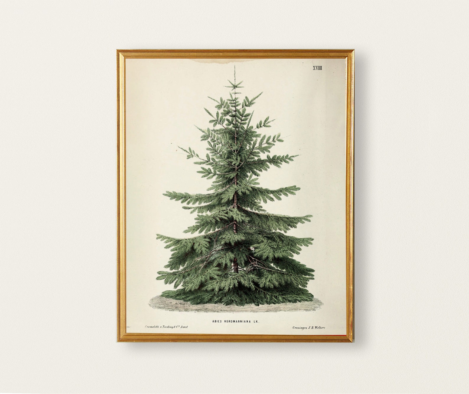 Vintage Christmas Tree Pine Tree Vintage Print Winter Art - Etsy