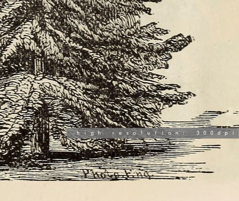 Vintage Tree Drawing Sketch Vintage Print Instant Download - Etsy