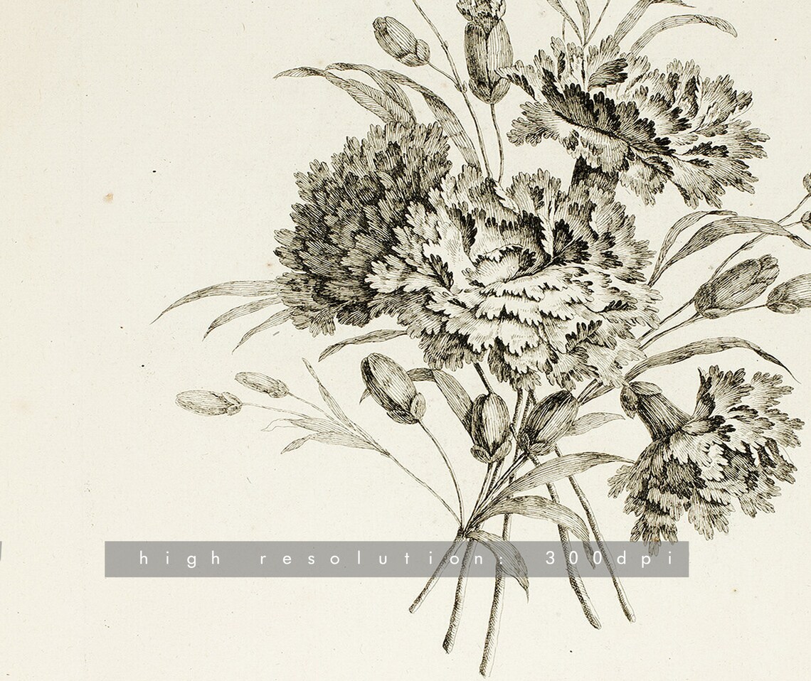 Vintage Carnation Print Botanical Print Vintage Art Prints - Etsy