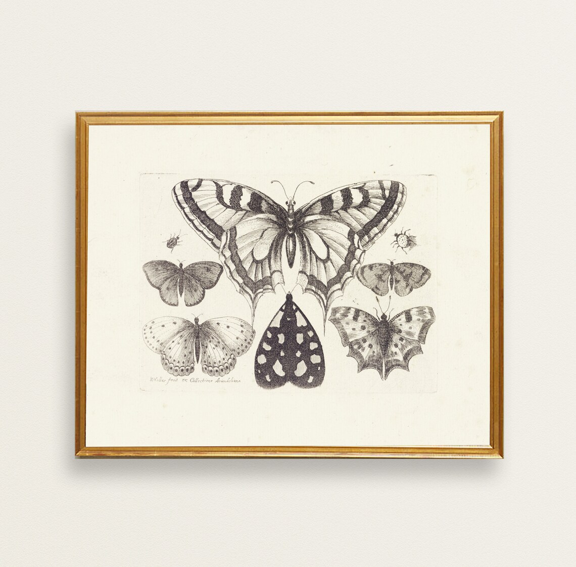 Vintage Butterfly Drawing Printable Butterflies Antique | Etsy
