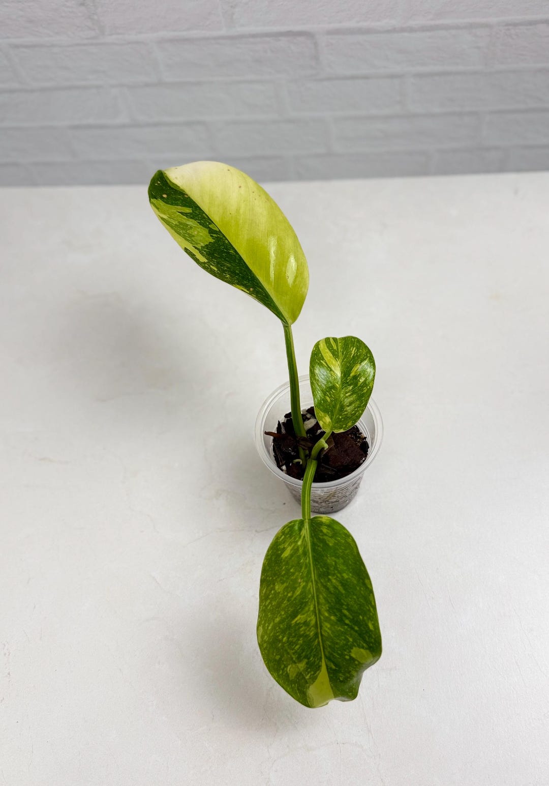 Philodendron Green Congo Nuclear Marble Variegated | Rare Plant | Live ...