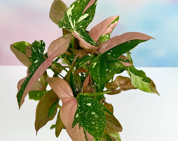 Syngonium Red Spot Tri-color Bushel of Plants| Rare Plant | Live Plant ...