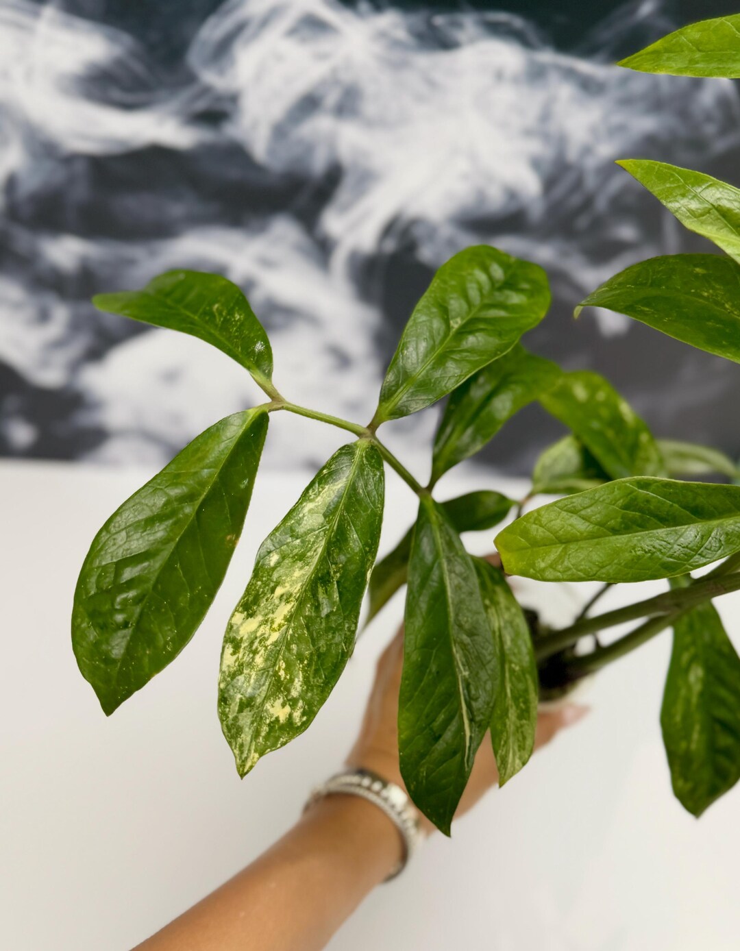 ZZ Plant Variegated | Rare Plant | Live Plant - Etsy