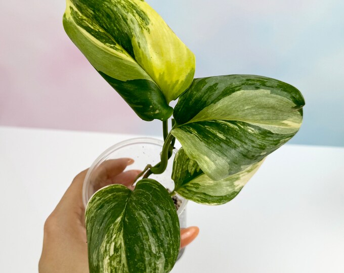 Scindapsus Rubicon Variegated | Rare Plant | Live Plant| Rare Plant ...