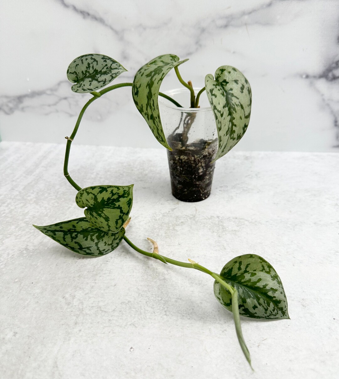 Scindapsus Pictus 'silver Lady' Free Ship USA - Etsy