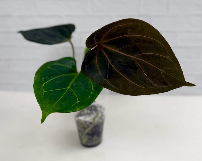 Anthurium HU King of Spades | Rare Plant | Live Plant - Etsy