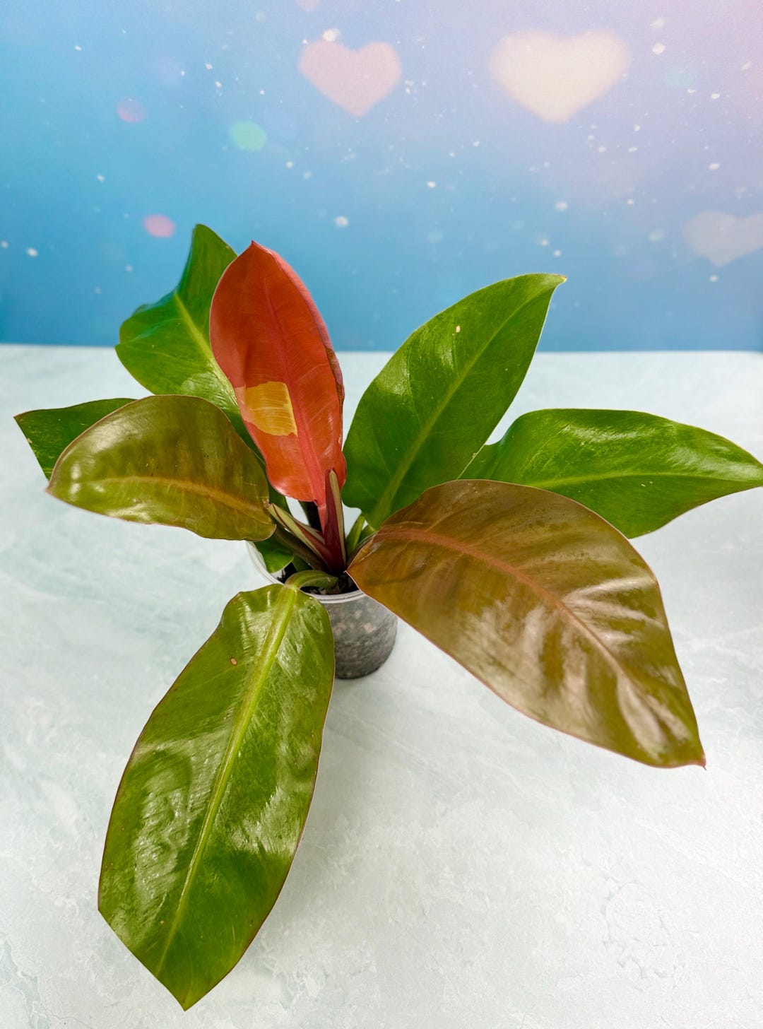 Philodendron Red Moon/yellow Flame | Rare Plants | Live Plants ...