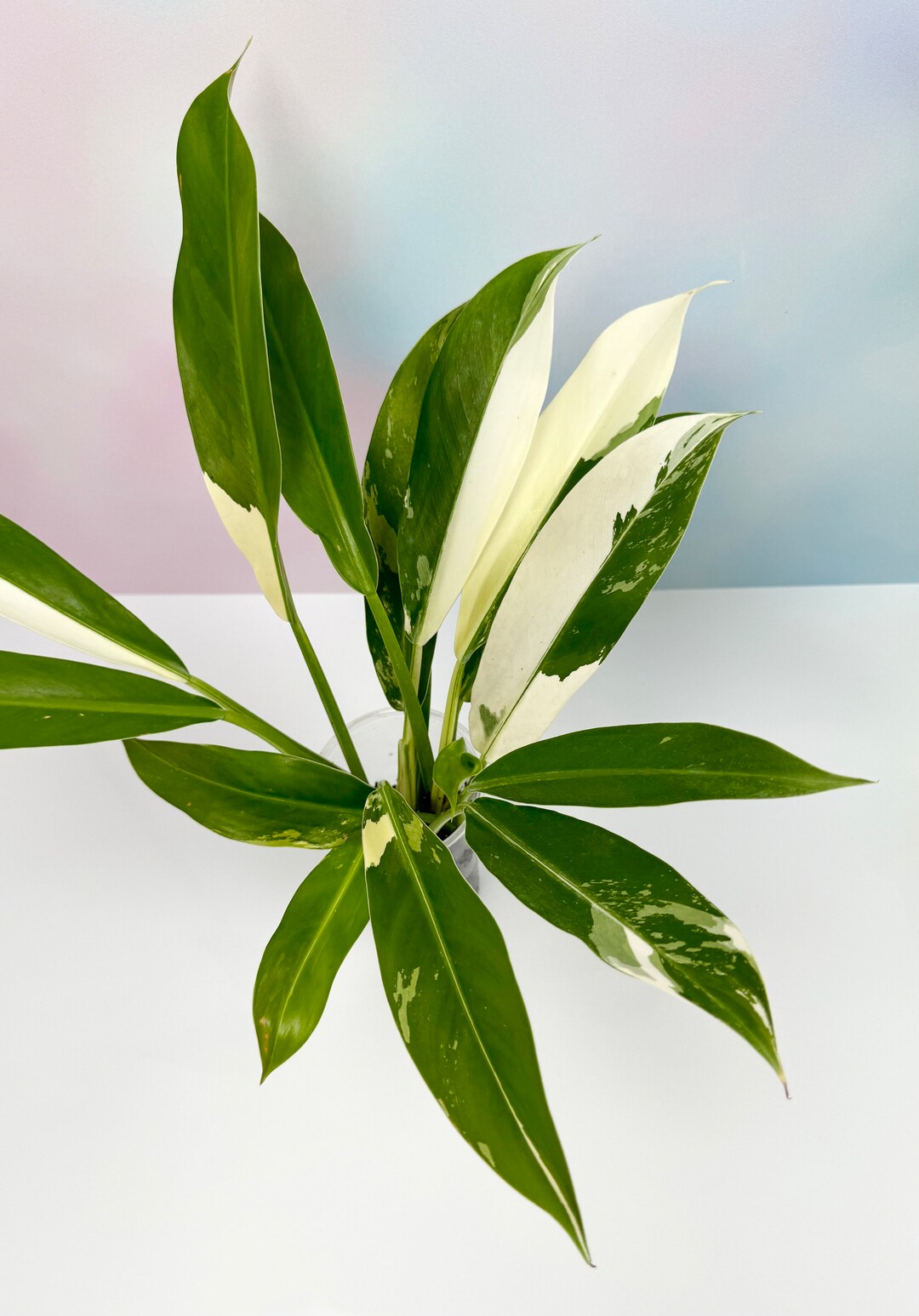 Variegated Philodendron Wend-imbe “marble” - US Seller - Free Shipping ...