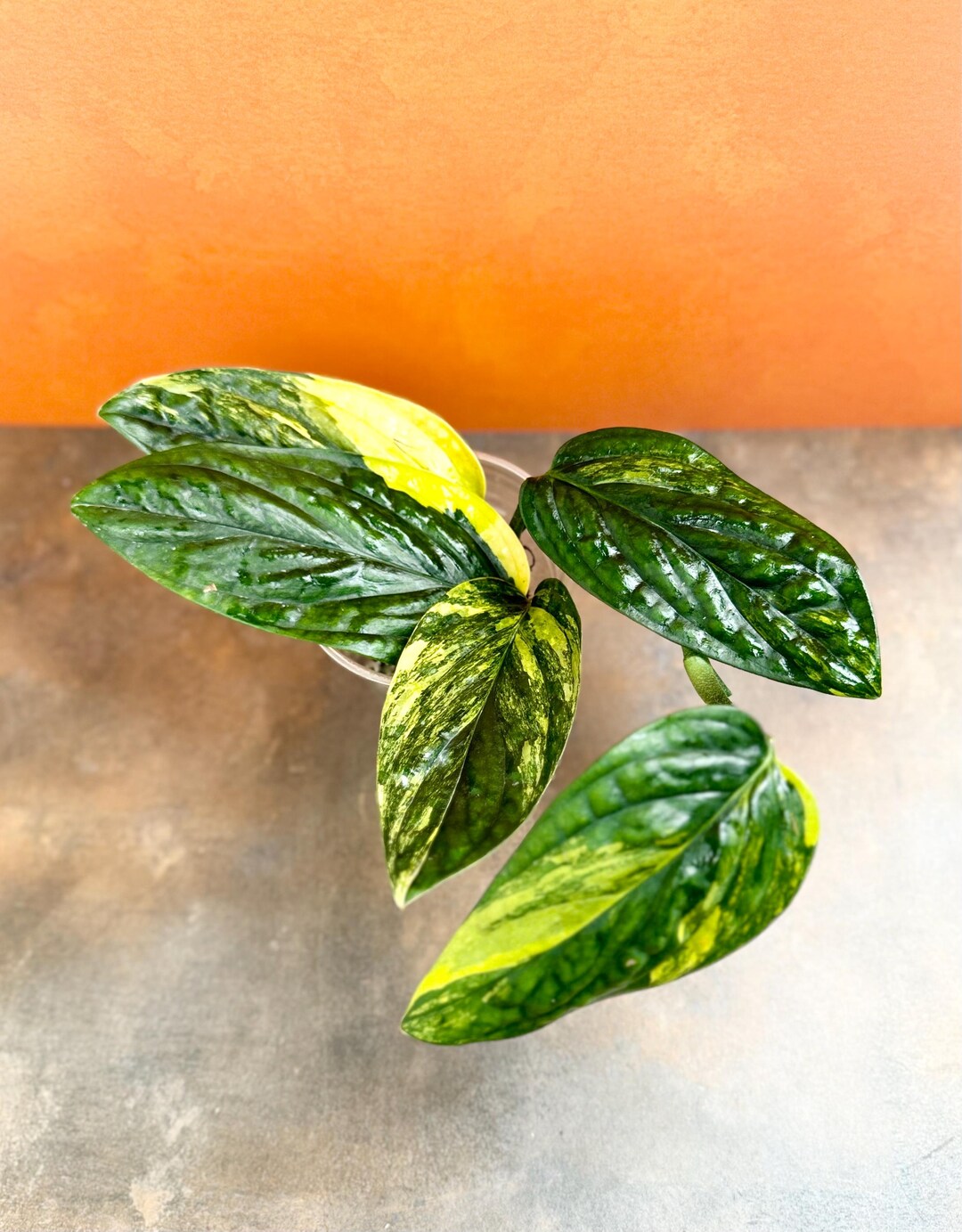 Monstera Peru Variegated | Rare Plant | Live Plant - Etsy