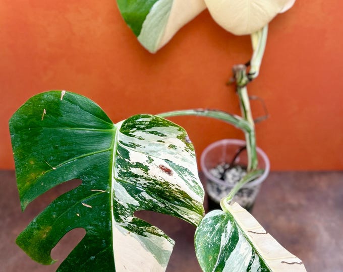 Monstera Albo Stunning Variegation | Rare Plant | Live Plant - Etsy