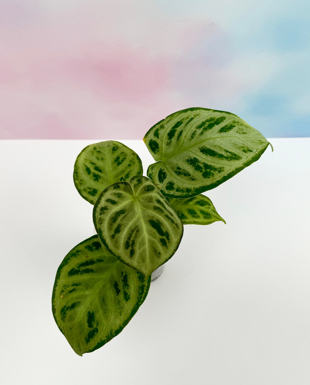Anthurium Silver Chrome Rare Plant Live Plant - Etsy