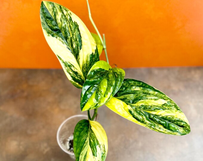 Monstera Peru Variegated | Rare Plant | Live Plant - Etsy