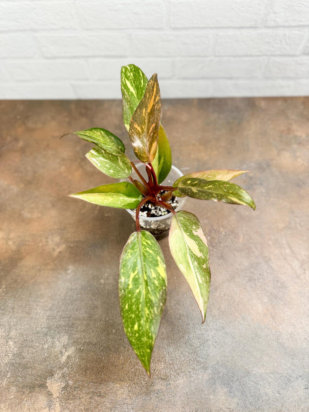 Philodendron Orange Princess “galaxy” | Rare Plant | Live Plant - Etsy