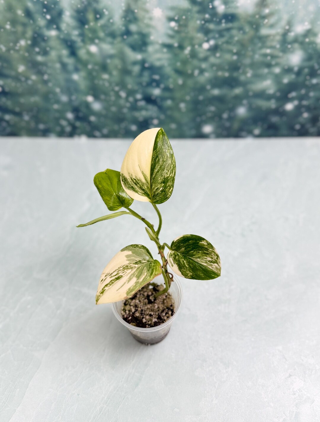 Scindapsus Rubicon Variegated | Rare Plant | Live Plant - Etsy