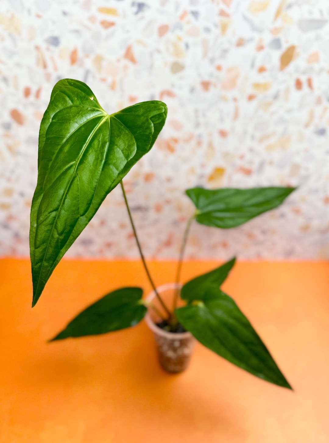 Anthurium Portillae Rare Plant Live Plant - Etsy