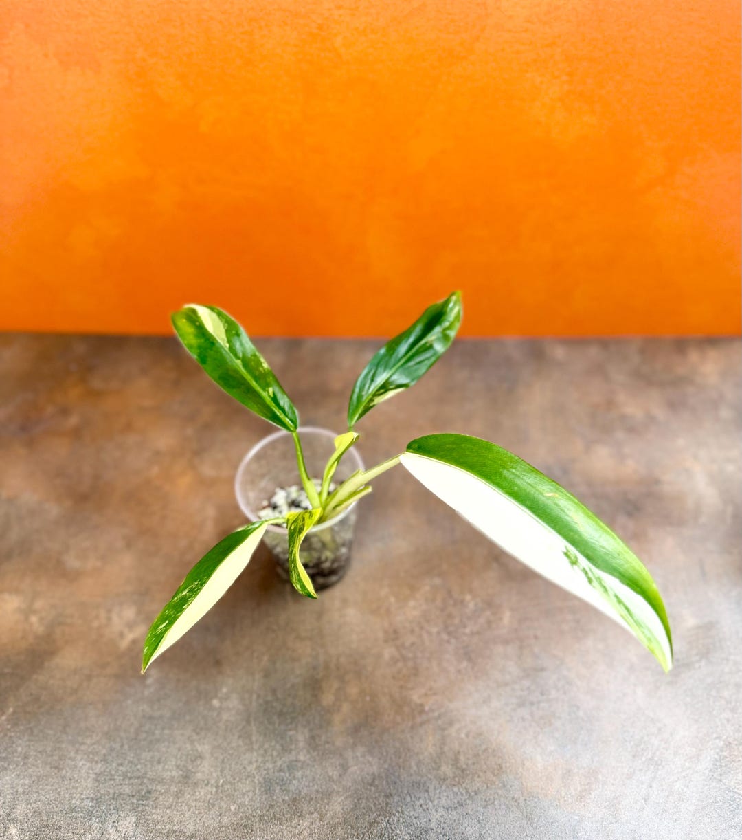 Variegated Philodendron Wend-imbe “marble” | Rare Plant | Live Plant - Etsy