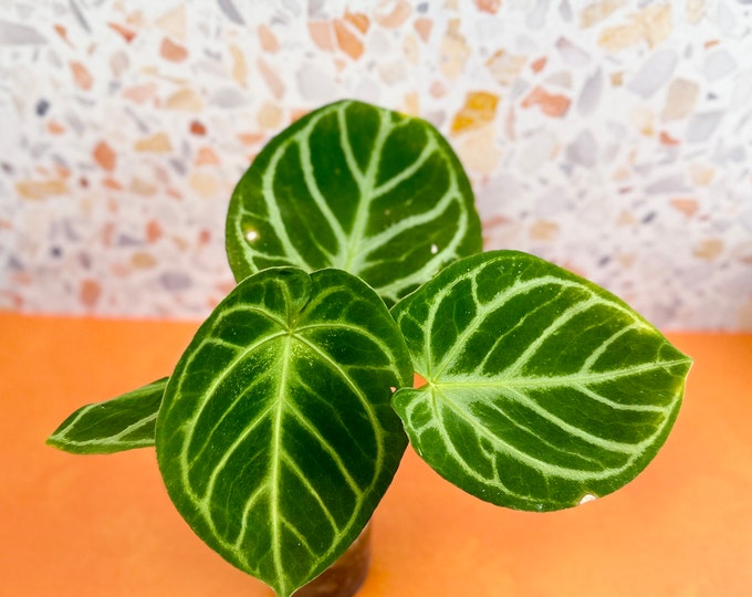 Anthurium Dorayaki Silver | Rare Plant | Live Plant - Etsy