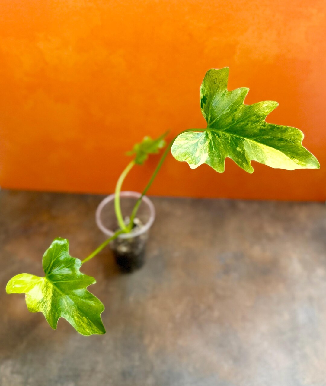 Philodendron Radiatum Variegated | Thaumatophyllum Radiatum Variegata ...