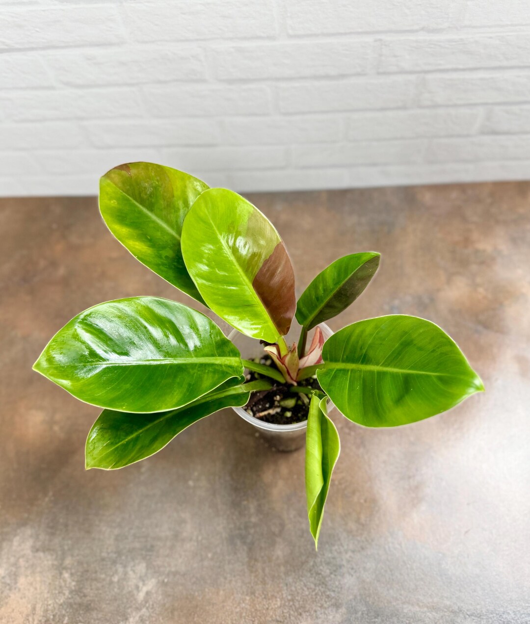 Philodendron Red Moon/yellow Flame Rare Plants Live Plants Variegated ...