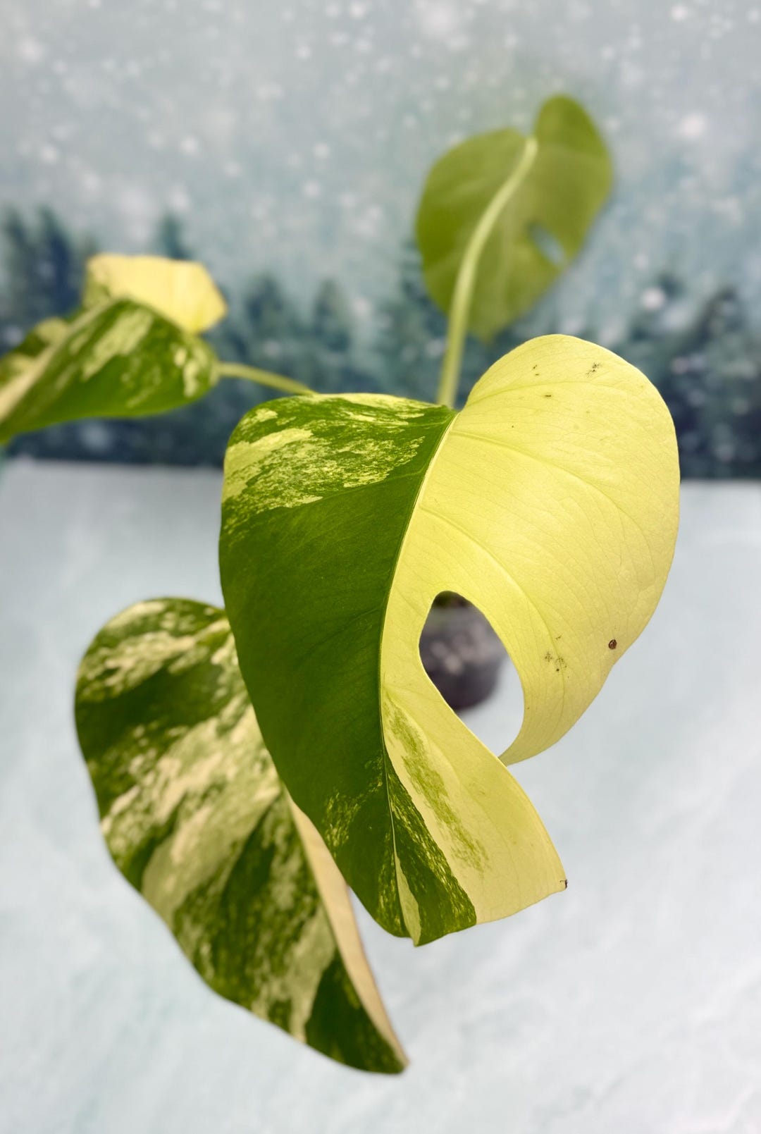 Monstera Borsigiana Aurea | Rare Plant | Live Plant| Free Silver Winter ...