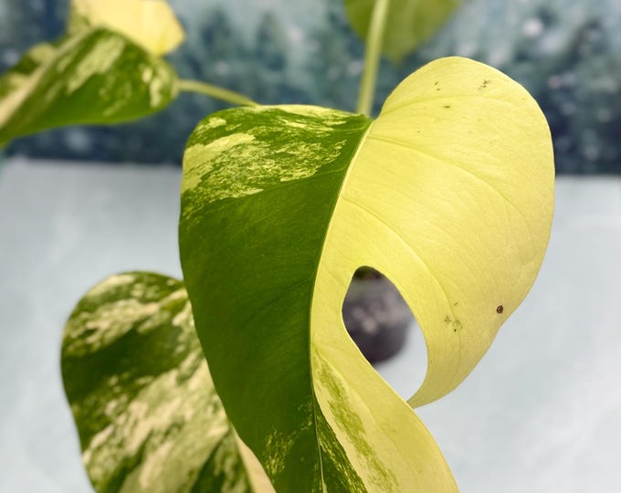 Monstera Borsigiana Aurea | Rare Plant | Live Plant| Free Silver Winter ...