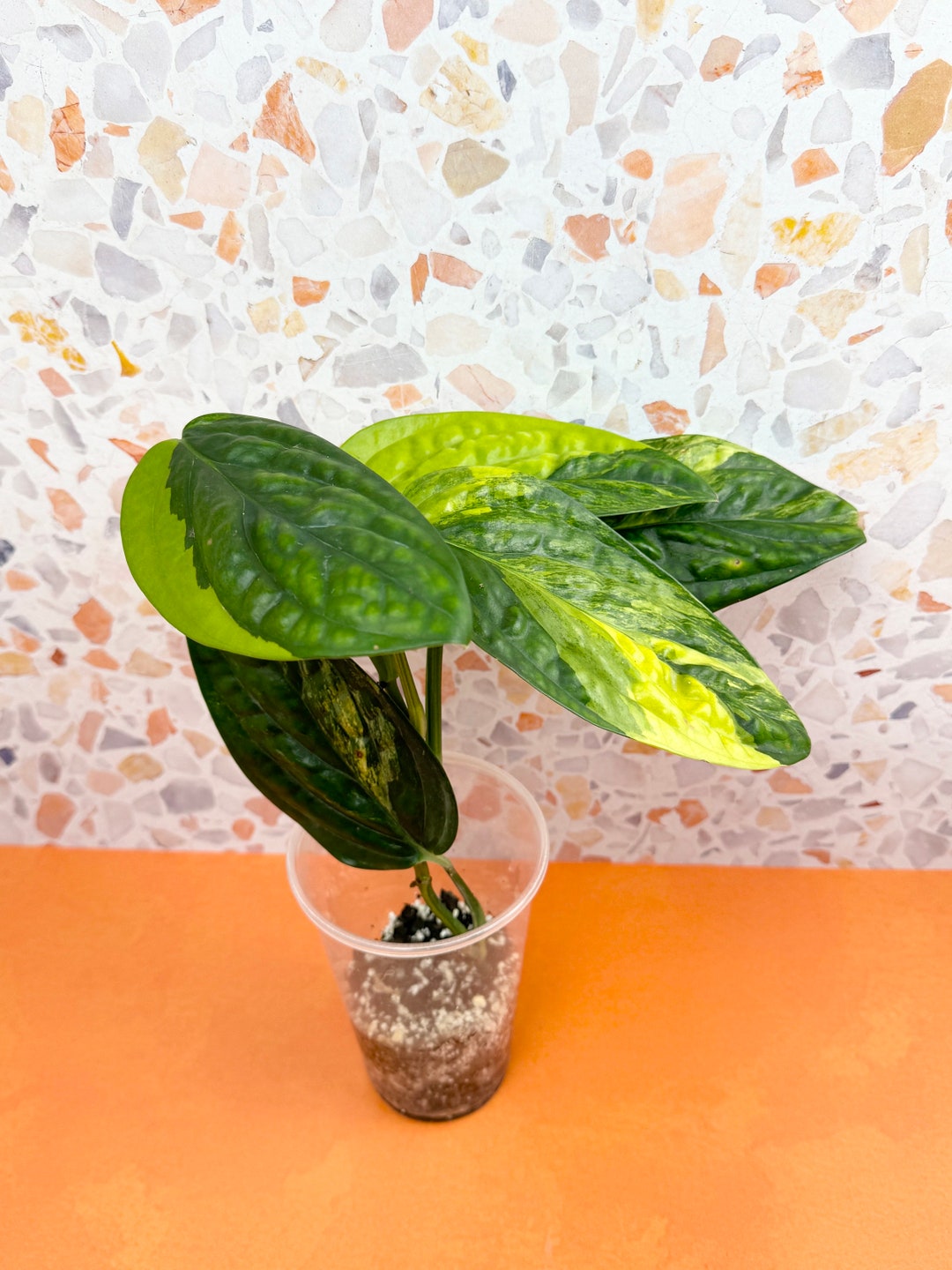 Monstera Peru Variegated Rare Plant Live Plant - Etsy