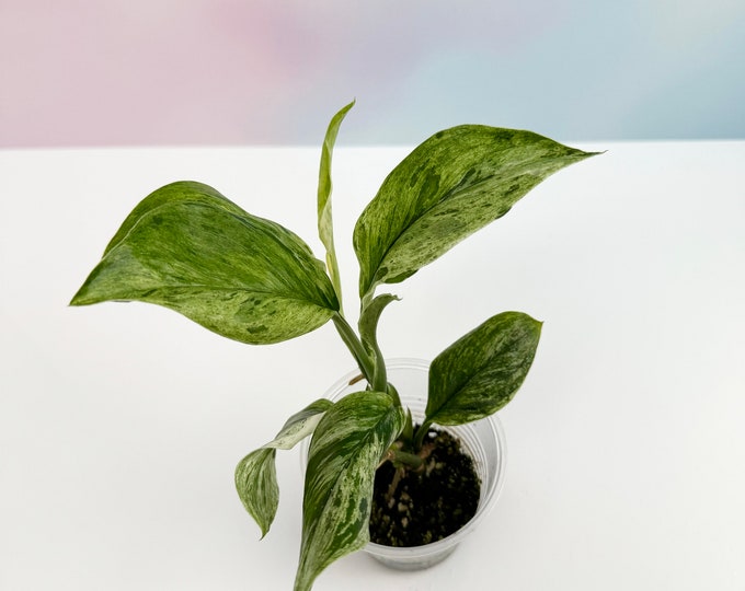 Scindapsus Superstar Variegated - High Color - Free Shipping| Rare ...