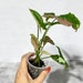Syngonium Red Spot Tri-color Bushel of Plants Rare Plant Live Plant - Etsy