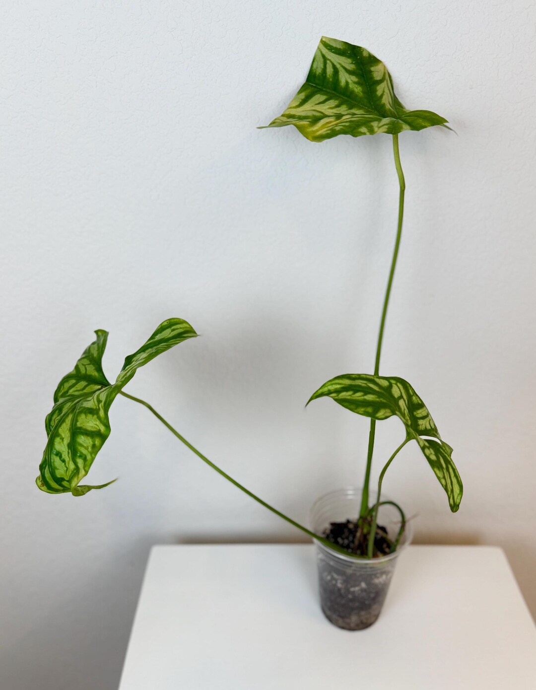 Cercestis Mirabilis | Rare Plant | Live Plant - Etsy