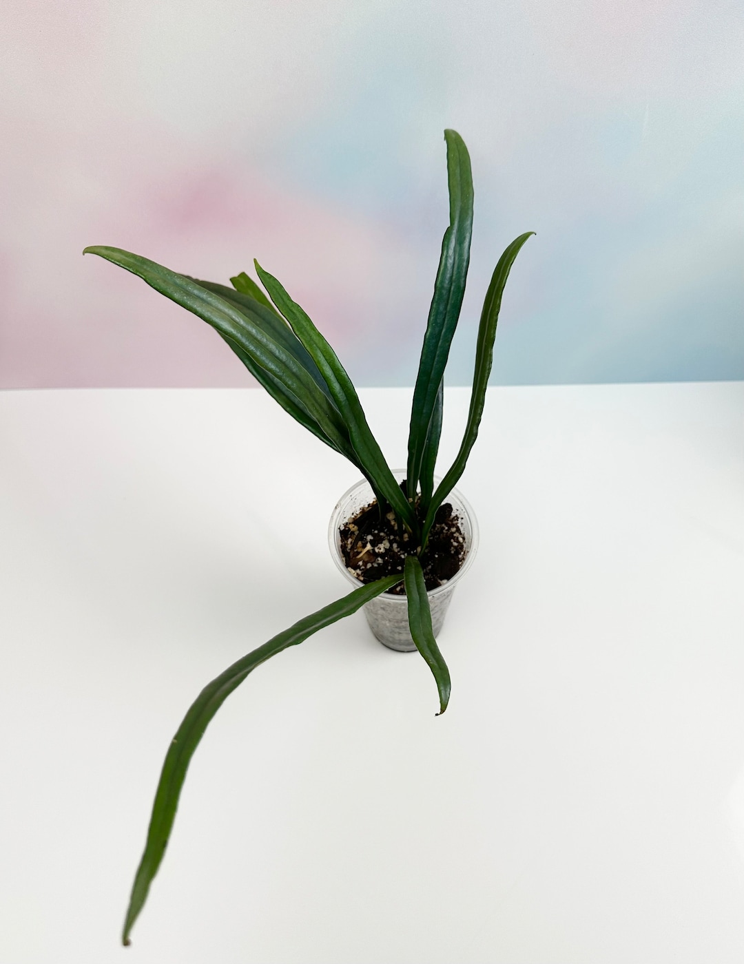 Blue Oil Fern - Microsorum Thailandicum Plant | Rare Plant | Live Plant ...