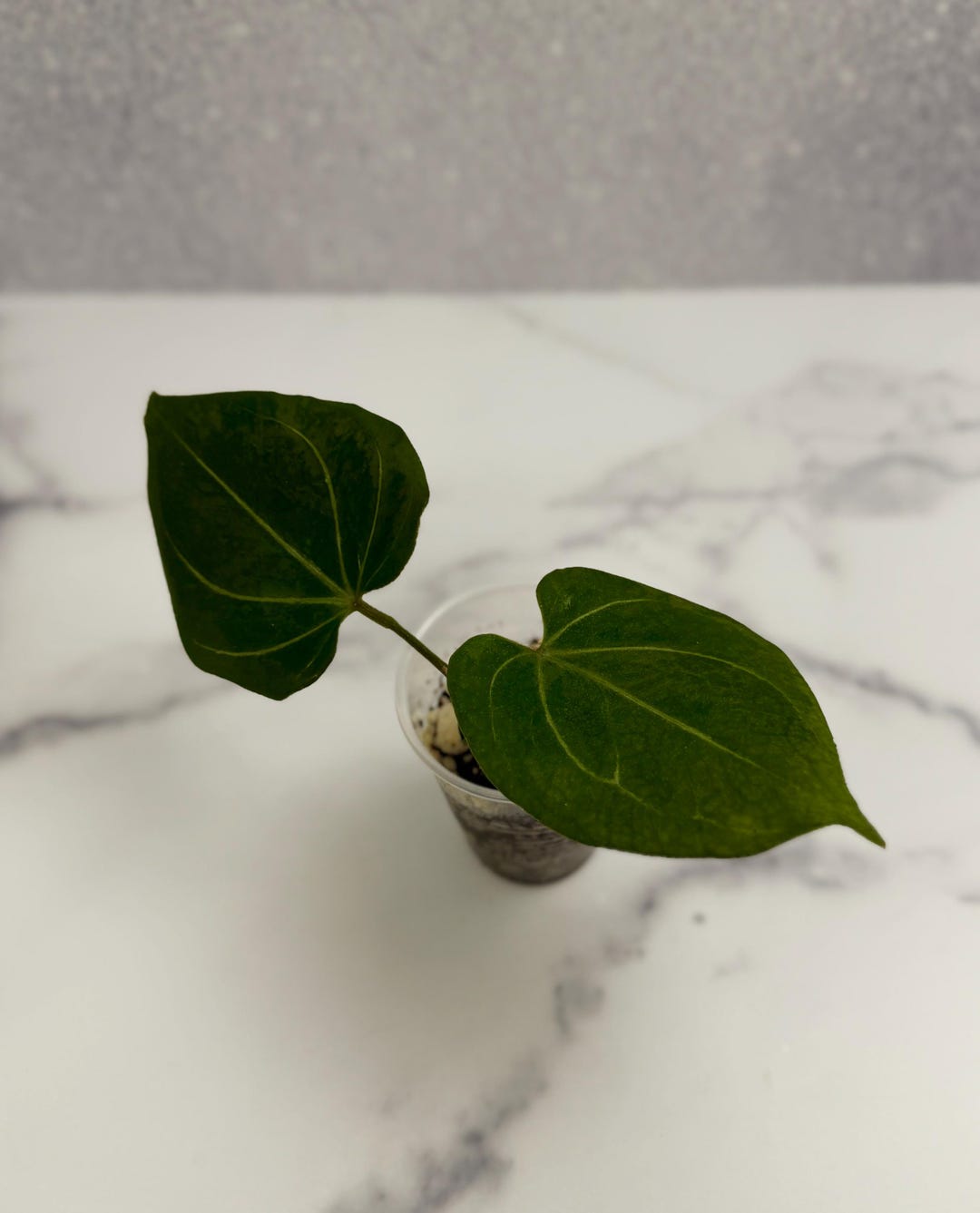 Anthurium HU King of Spades | Rare Plant | Live Plant - Etsy