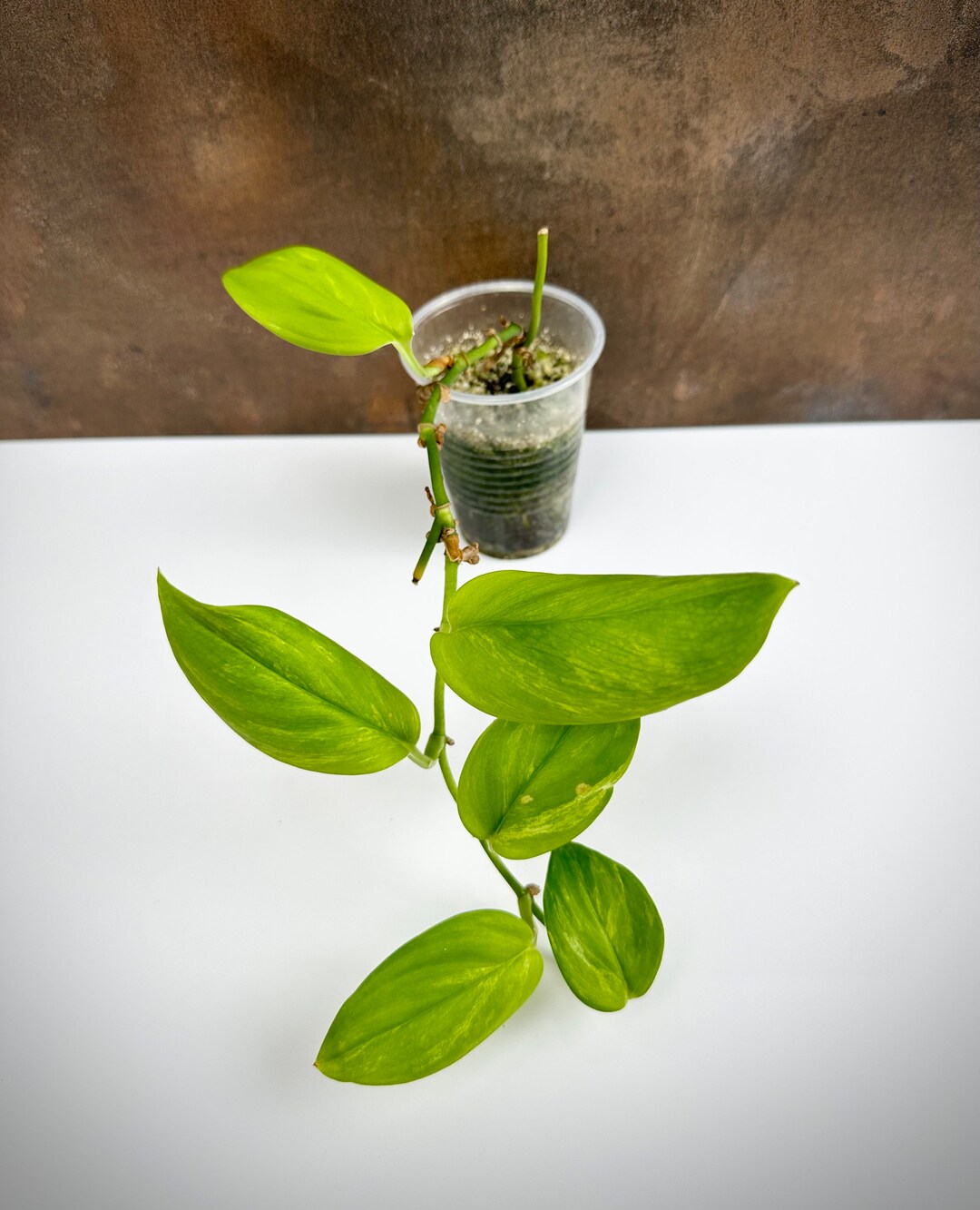 Scindapsus Treubii Mint Variegated- US Seller - Free Shipping - Etsy