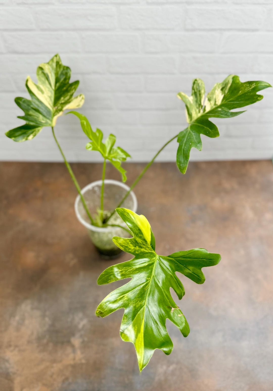 Philodendron Radiatum Variegated/thaumatophyllum Radiatum Variegata ...