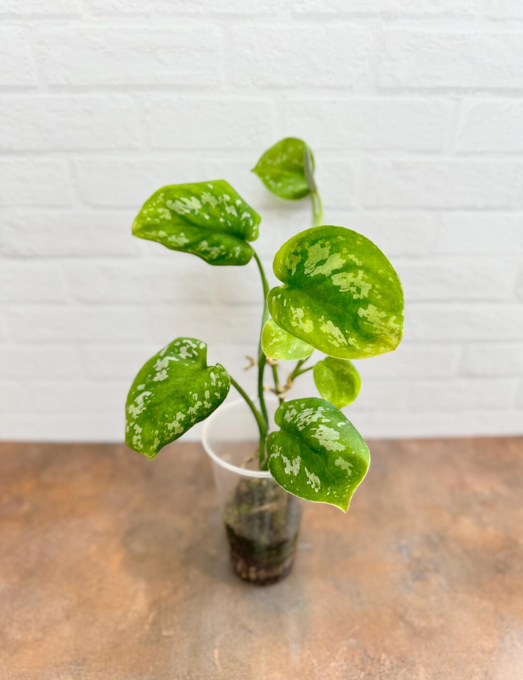 Scindapsus Tri Color Free Shipping - Etsy