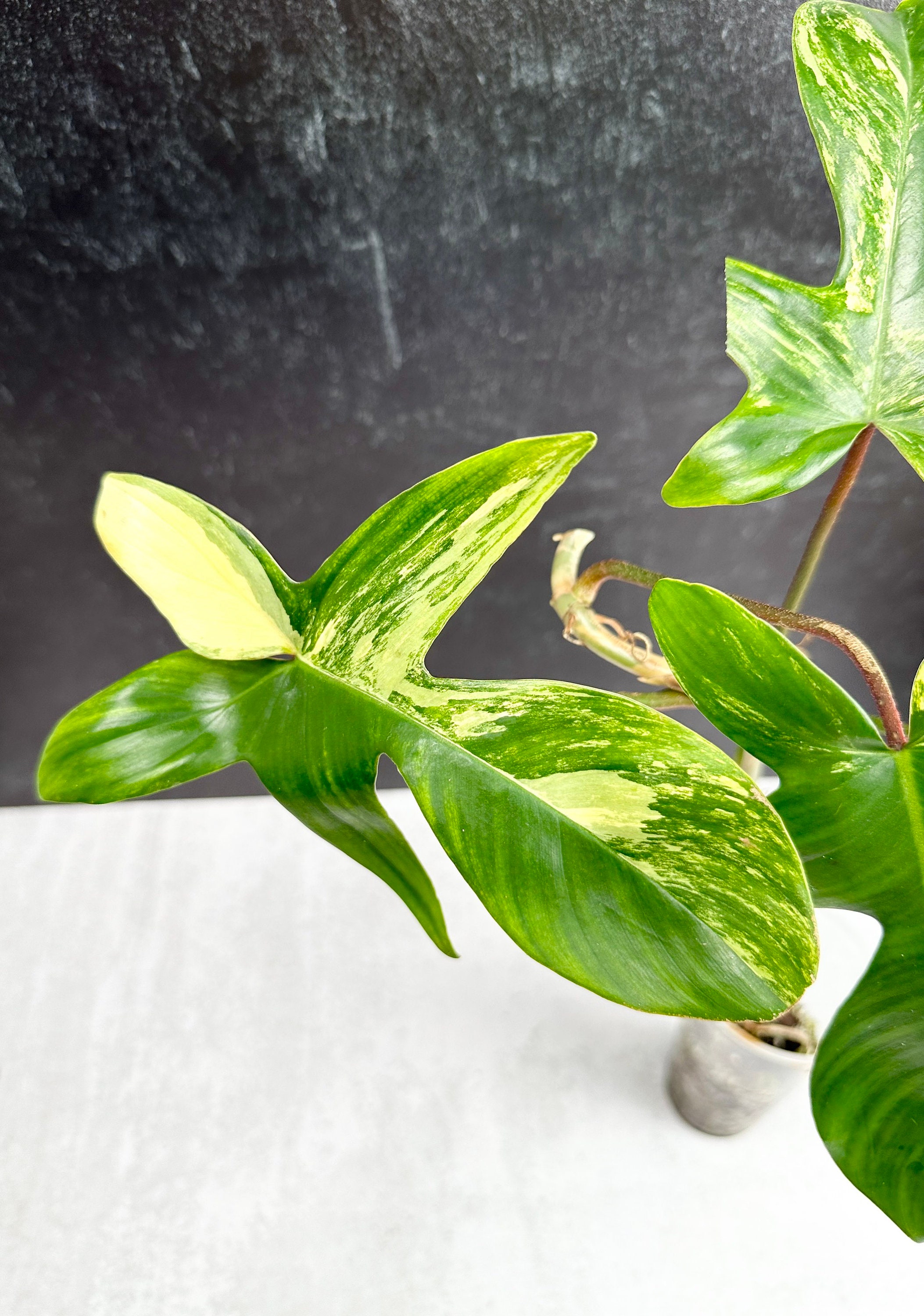 Philodendron Florida Beauty Mid Cutting Stunning Colors - Etsy