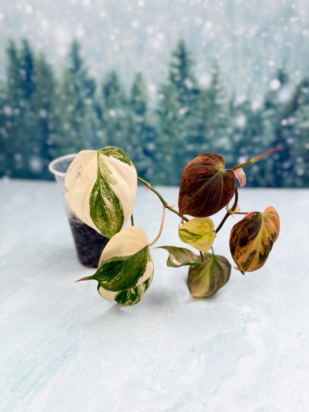 Philodendron Micans Variegated Pink and Aurea and Long | Rare Plant ...