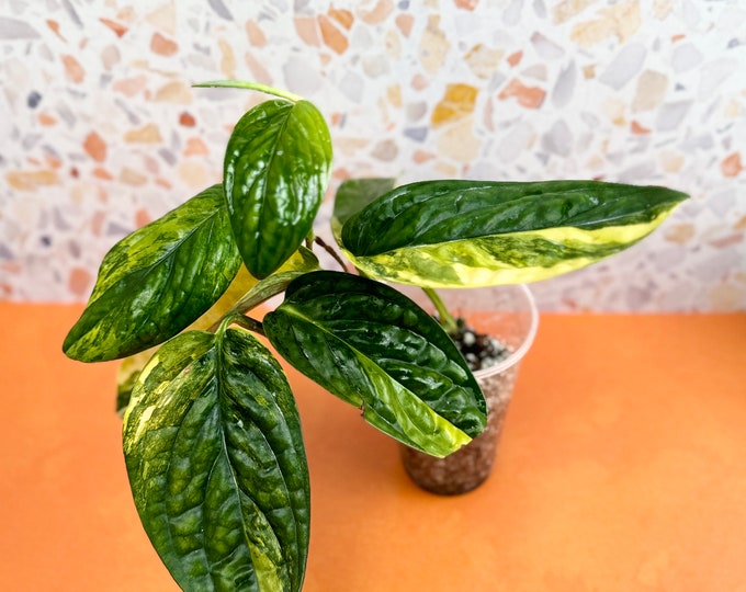 Monstera Peru Variegated | Rare Plant | Live Plant - Etsy
