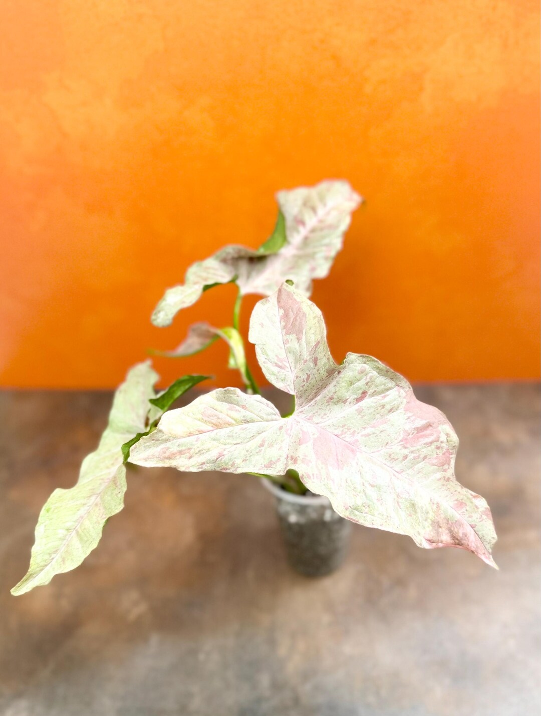 Syngonium Podophyllum 'milk Confetti' | Rare Plant | Live Plant - Etsy