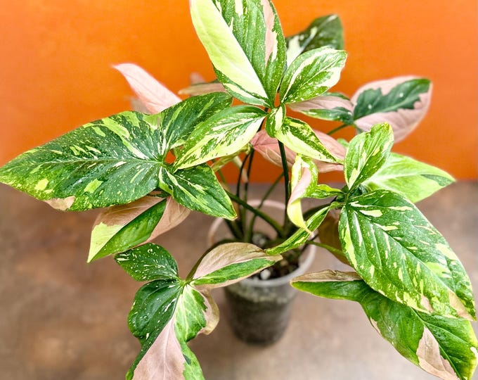 Syngonium Red Spot Tri-color Bushel of Plants| Rare Plant | Live Plant ...