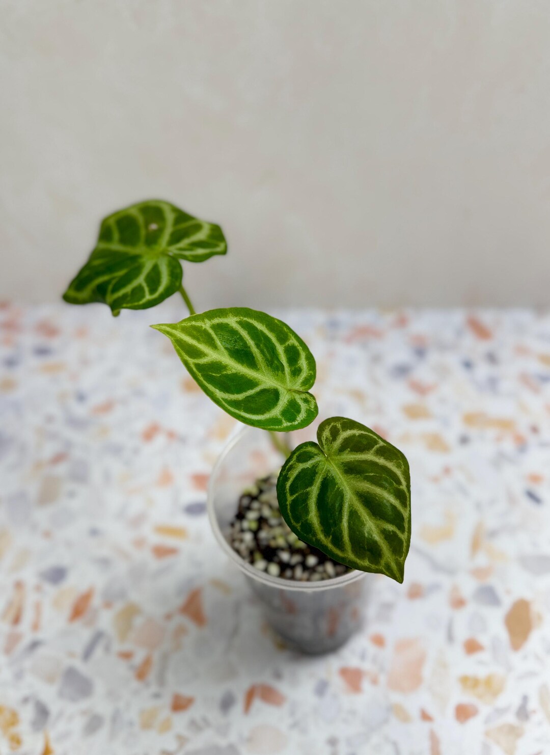 Anthurium Dorayaki Silver | Rare Plant | Live Plant - Etsy